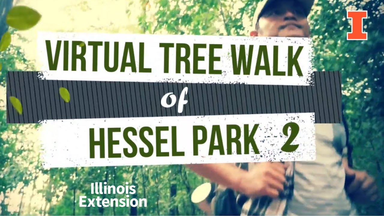 Virtual Tree Walk of Hessel Park 2 - YouTube