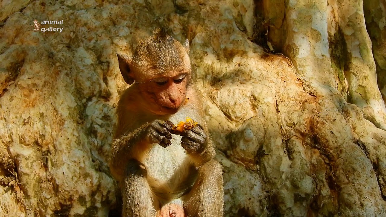 Orphaned monkey Dustin escaped from the cull. Many visitors gave foods ...