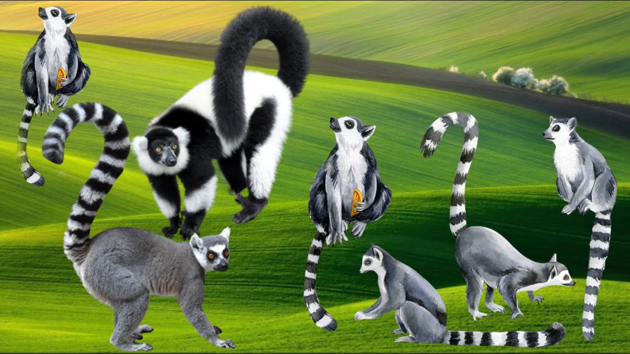 Lemur Dance, Featurette Island of Lemur awaaz and video... - YouTube