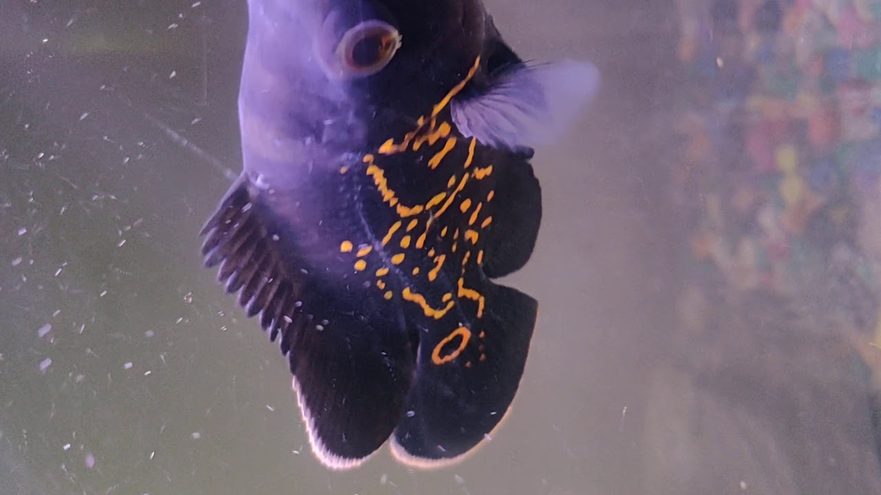 Aggressive oscar fish and parrot fight - YouTube
