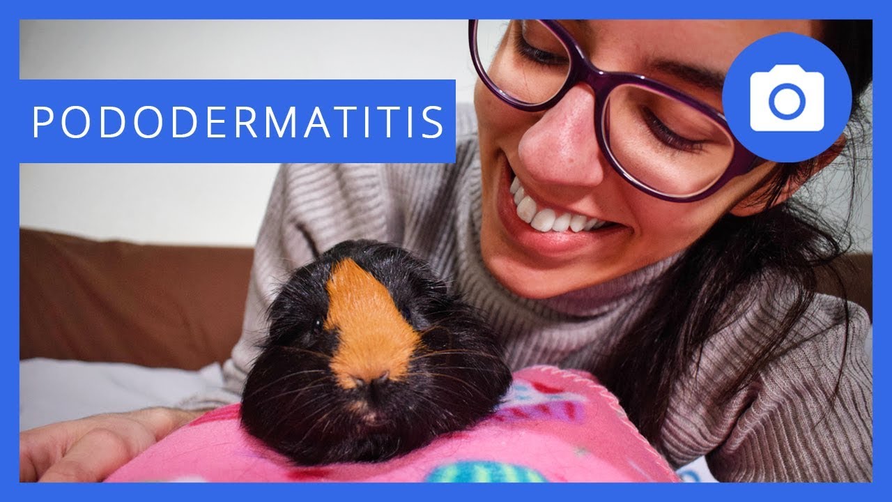 📹 COBIVLOG #6 | Rutina de cuidados para pododermatitis en cobaya ...