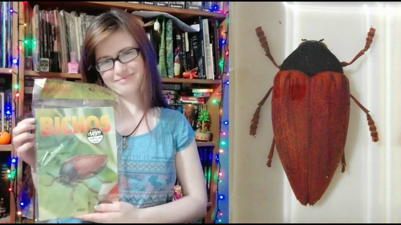 Unboxing Red Jeweled Beetle from Real-life Bugs & Insects Collection ...