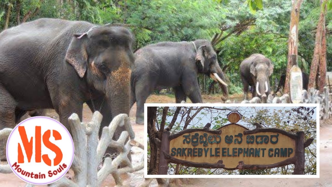 Elephant Camp - Sakrebyle || elephant safari in shimoga Karnataka ...