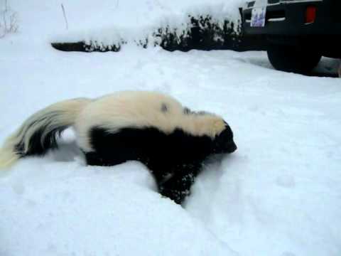 Sid the skunk in the snow - YouTube