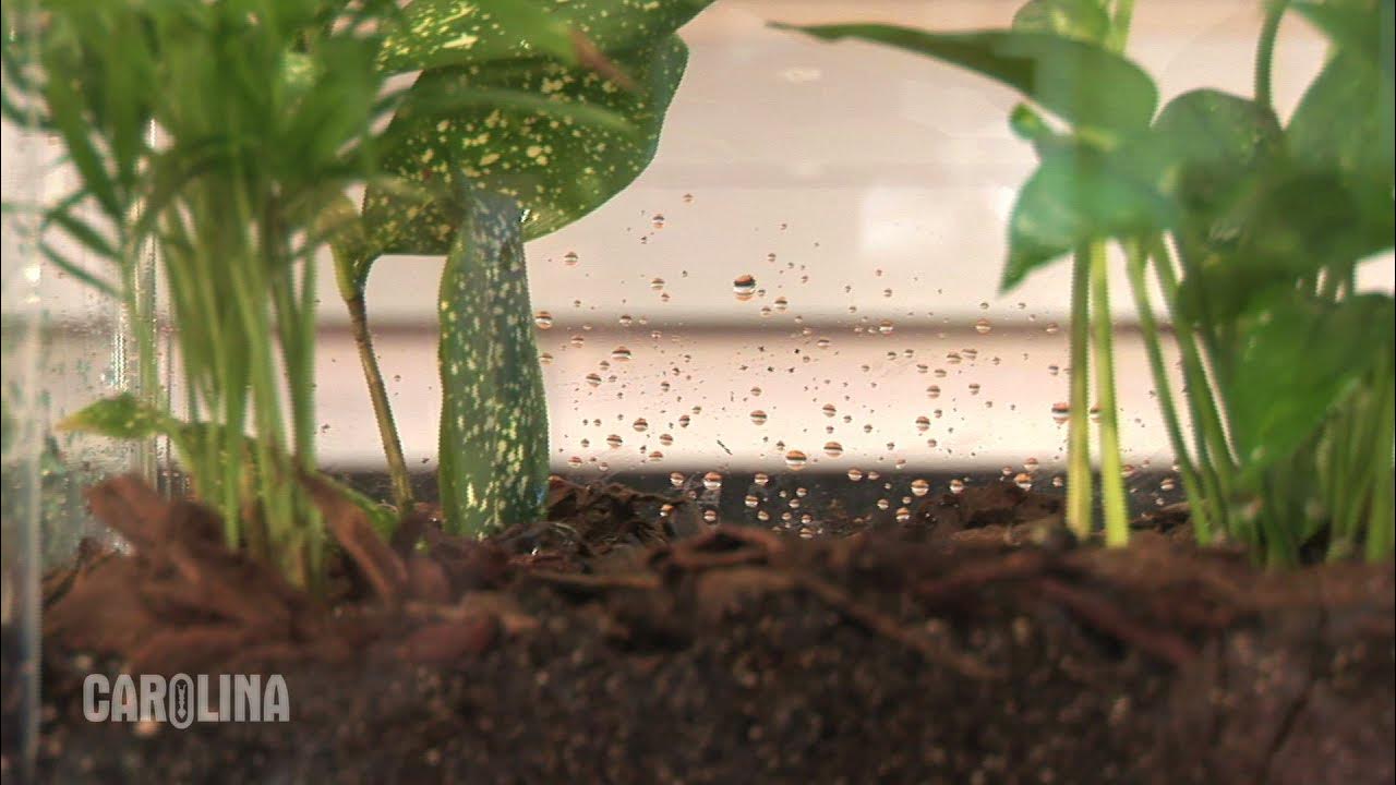 How to Set Up a Terrarium - YouTube