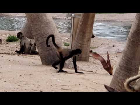 Monkeys at the Wildlife World Zoo - YouTube