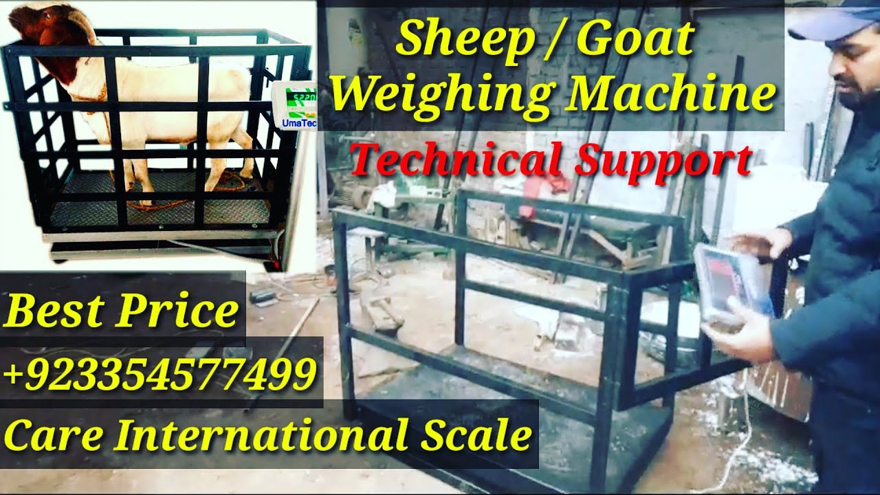Cattle Sheep Goat Digital Weighing Machine Capacity 800kg Best price by ...