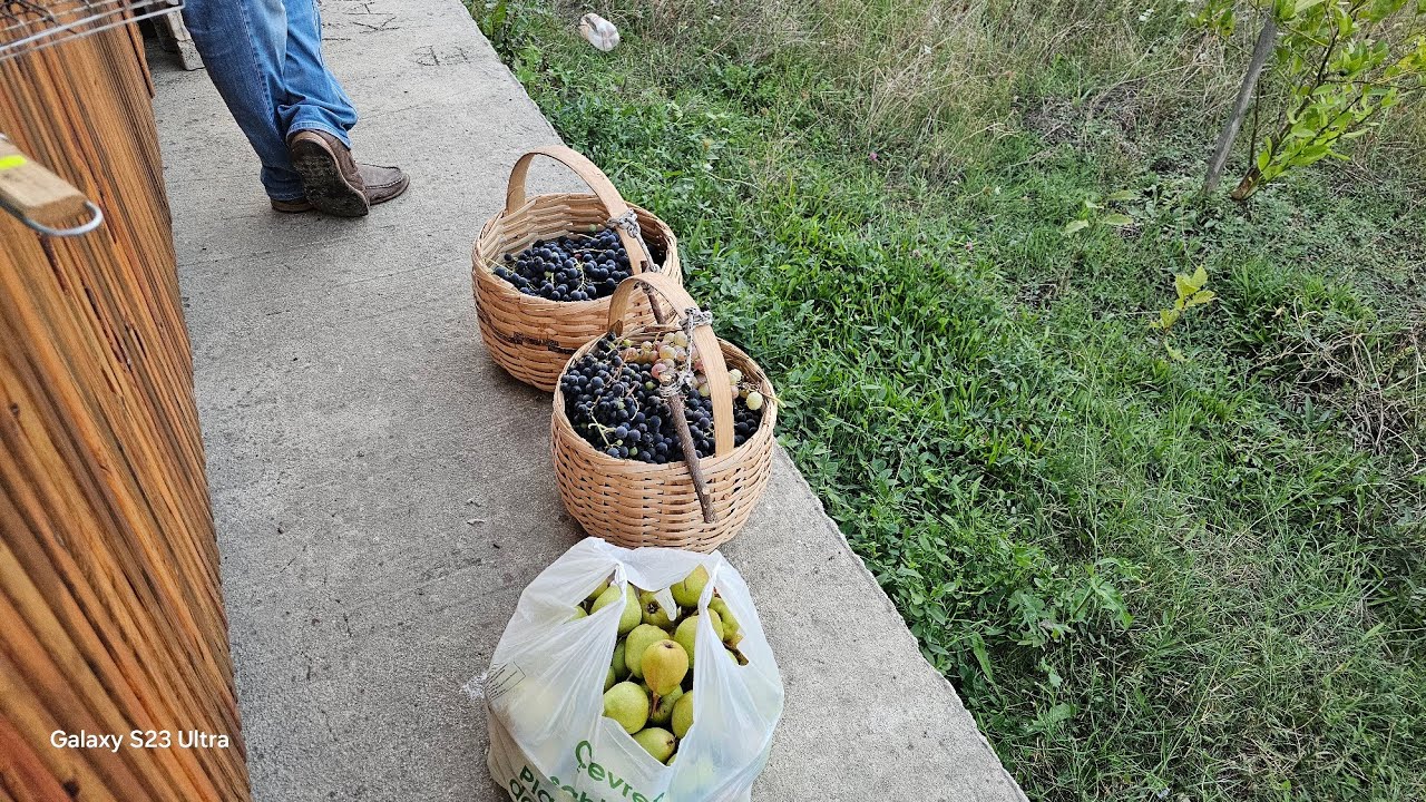 Köyde bahcede organik meyva topluyoruz##keşfet #benionecikar # ...