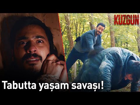 Kuzgun Kardeşini Kurtarıyor! | Kuzgun
