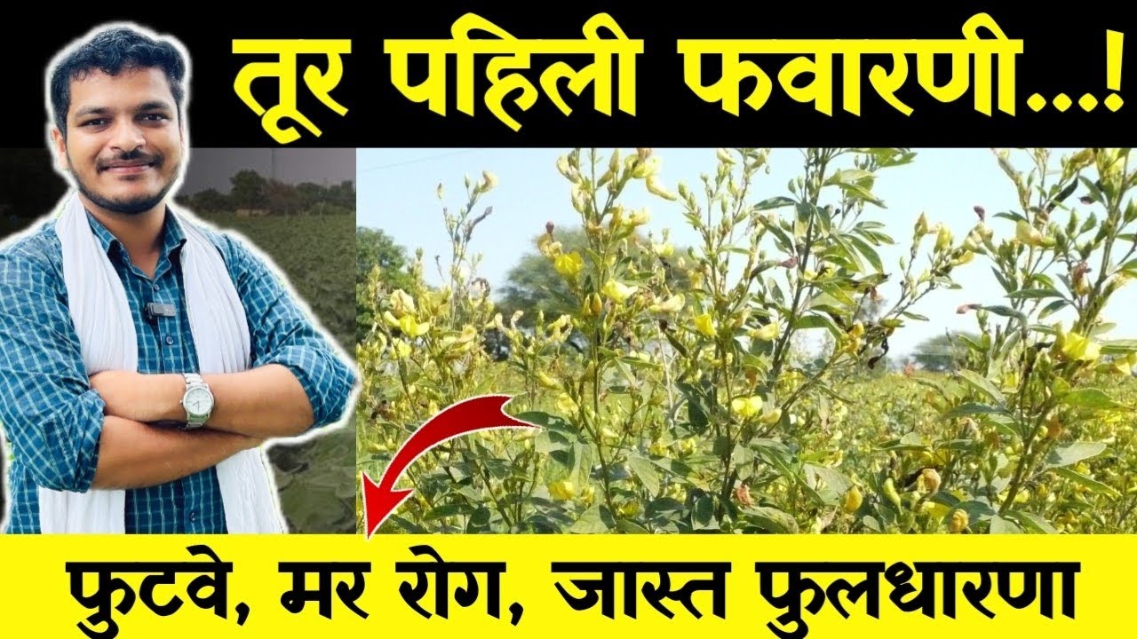 तूर पहिली फवारणी / Tur pahili favrani (tur pik favarni niyojan) - YouTube
