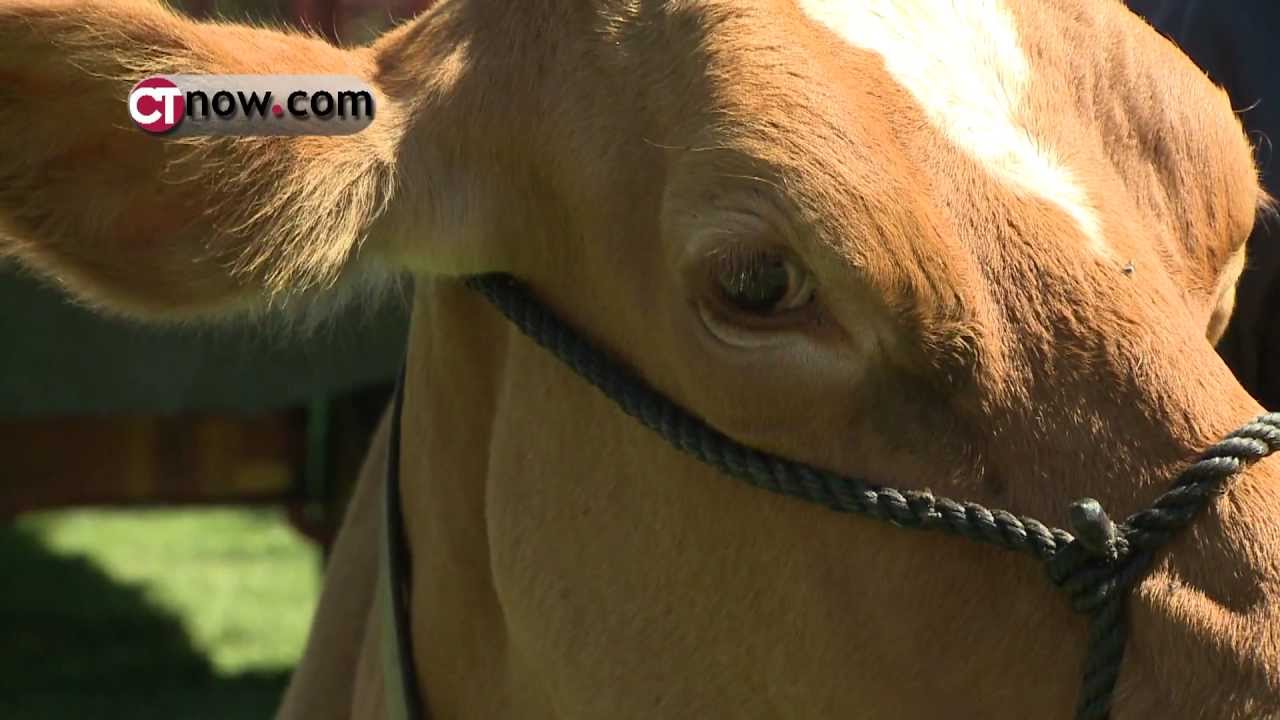 Avon Cow Plop Bingo October 6 - YouTube