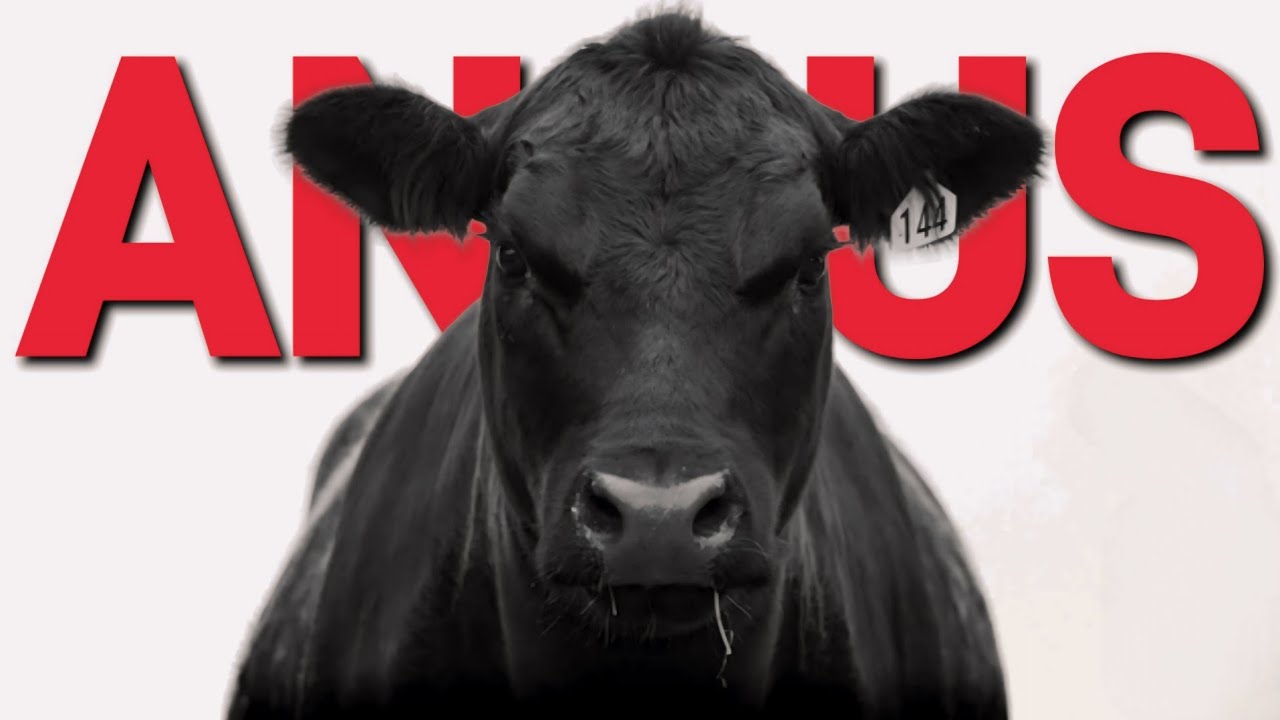 Angus Cattle in 17 Jaw Dropping Facts - YouTube