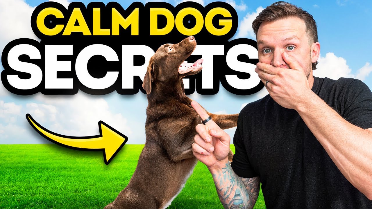 How to calm down any dog with these EASY dog training tips! - YouTube
