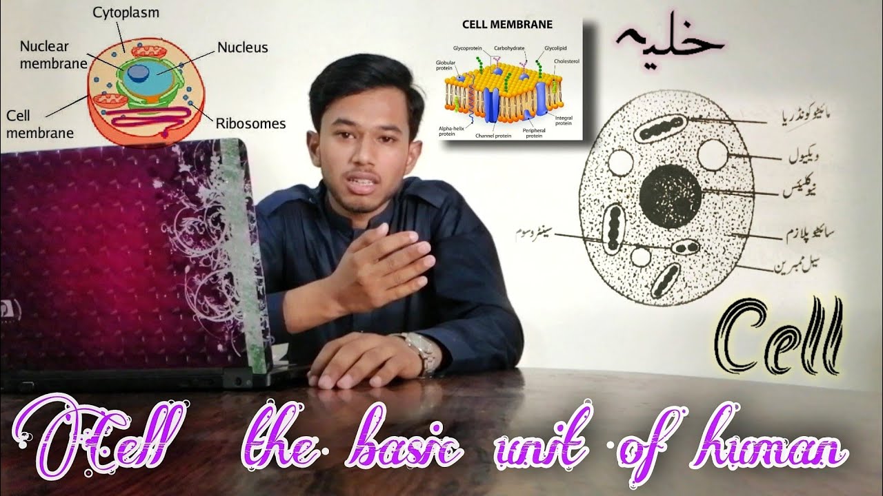 Cell, the basic unit of human body. # cell # cell organelles ...