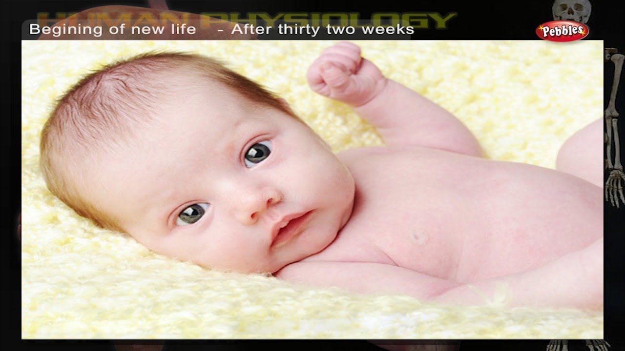 beginning-of-a-new-life-how-human-body-works-human-body-parts-and