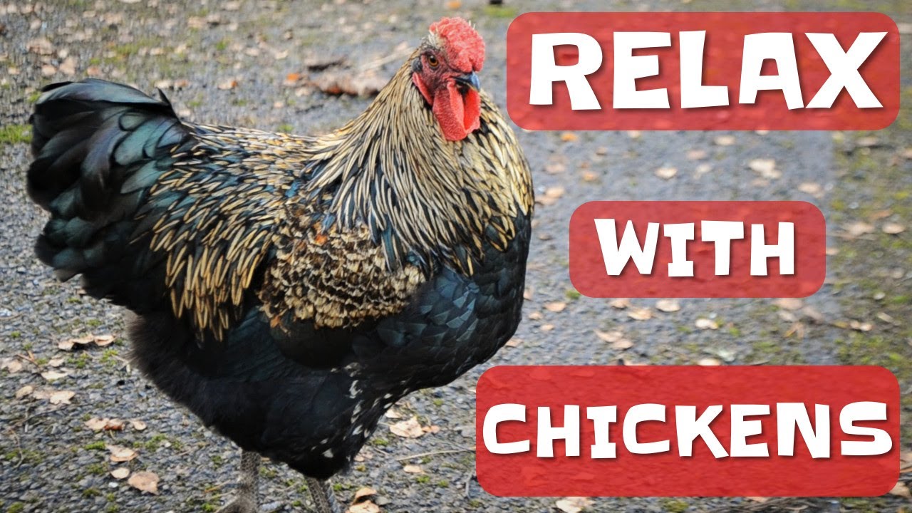Relaxing Chicken Video - Free Range Chickens Doing Their Thing ...