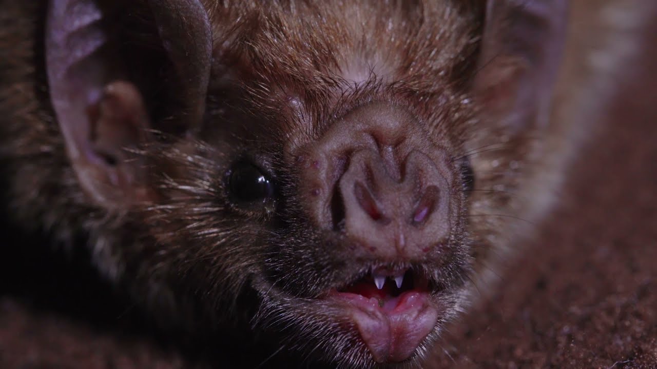 How Does a Vampire Bat Drink Blood? - YouTube