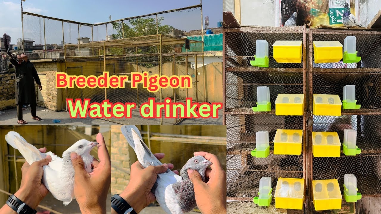 Bazi ki update or breeding cage mein water drinker lga dia 😜 | Dar ...