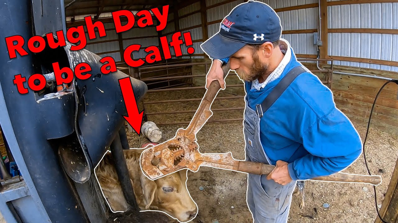 Weaning and Dehorning Calves in VA - YouTube