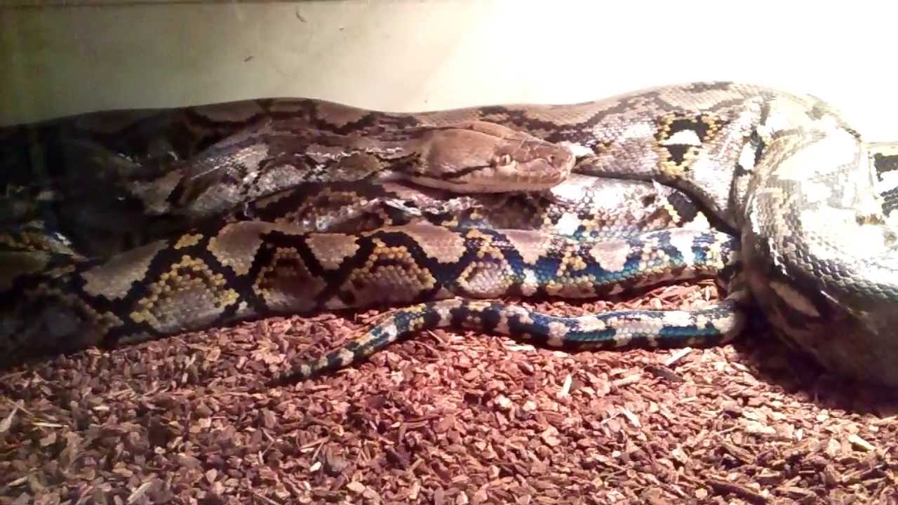 New Male Retic and Female Amazon Tree Boa - YouTube