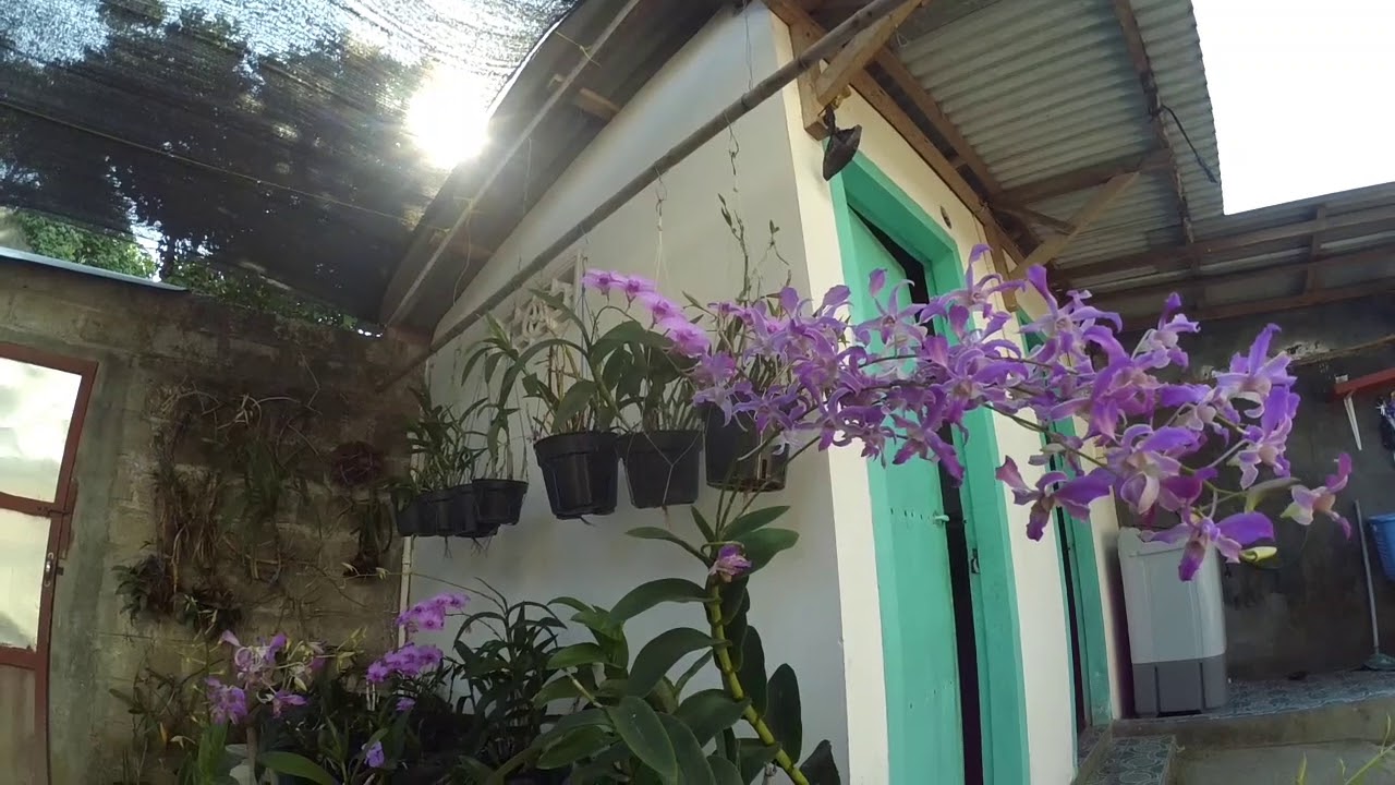 Rangkuman Gambar Setangkai Bunga Anggrek Bulan Paling Dicari ...