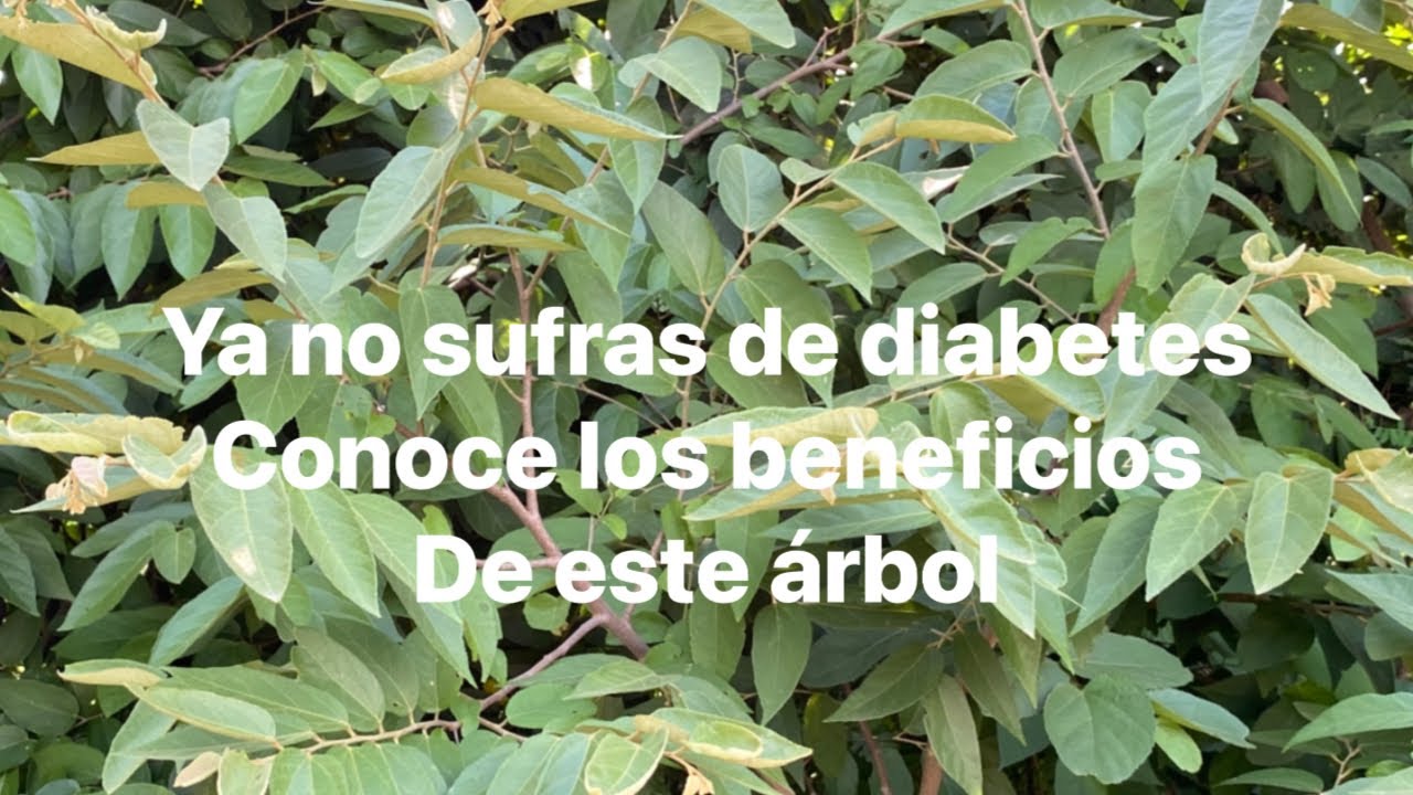 Aquiche o guásima conoce los beneficios de este árbol ya no sufras de ...