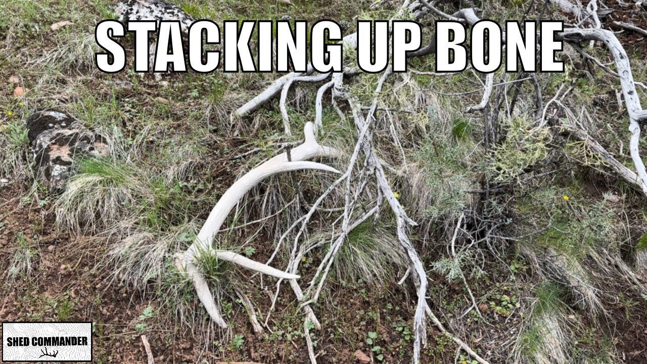 STACKING UP BONE | SHED HUNTING 2024 - YouTube