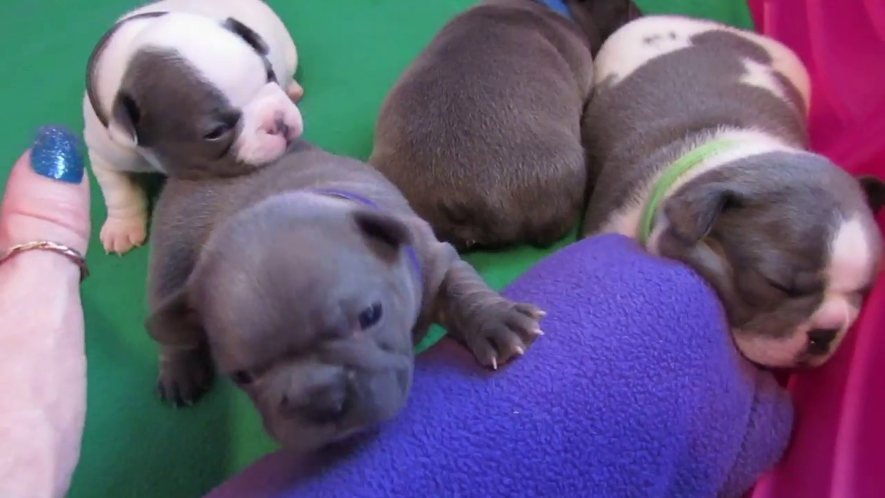 www.luvforfrenchies.com/Teagan's Litter/Three Wks Old/12-08-17 - YouTube