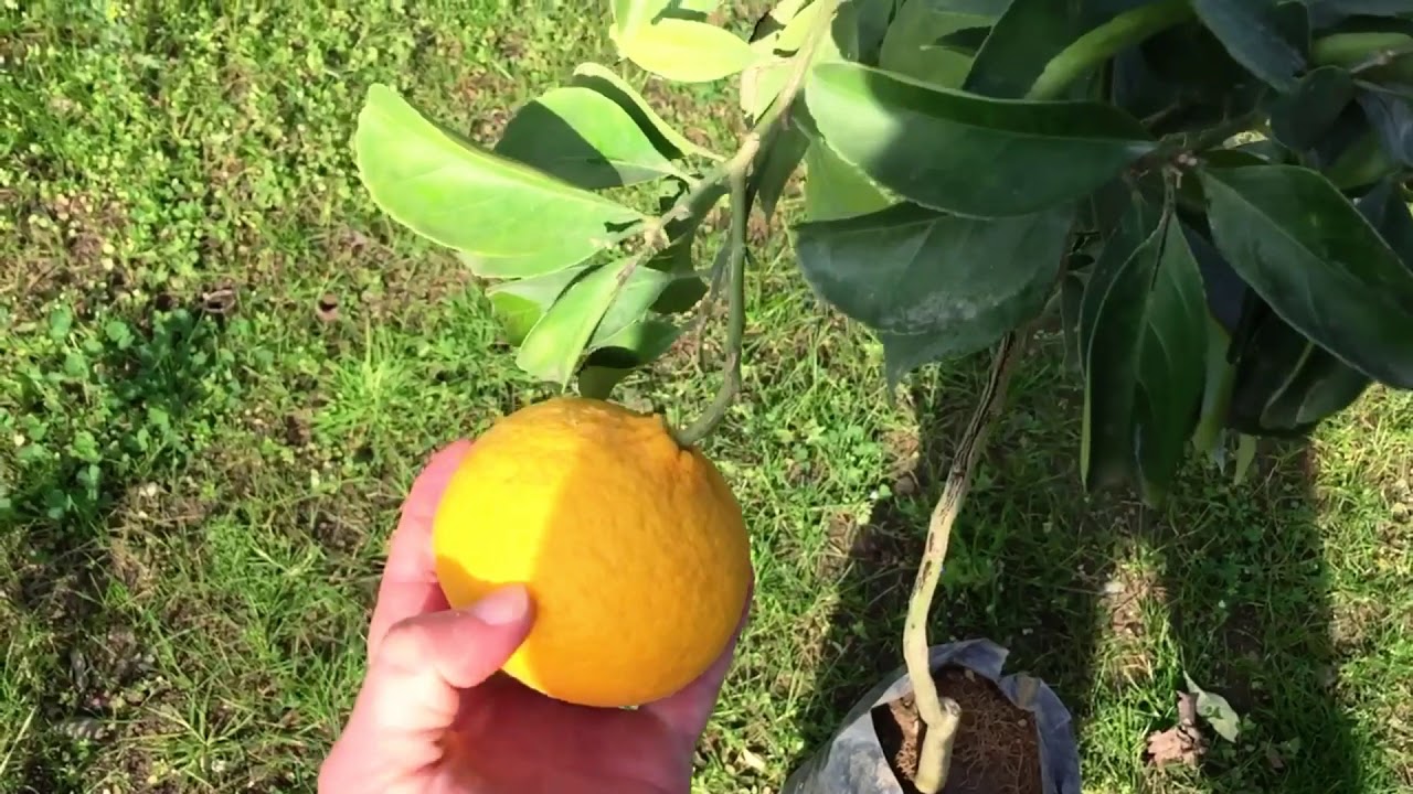 Lipo Lemon, Citrus Lemon, Citrus Paradisi, Egzotik Meyveler, Tropikal ...