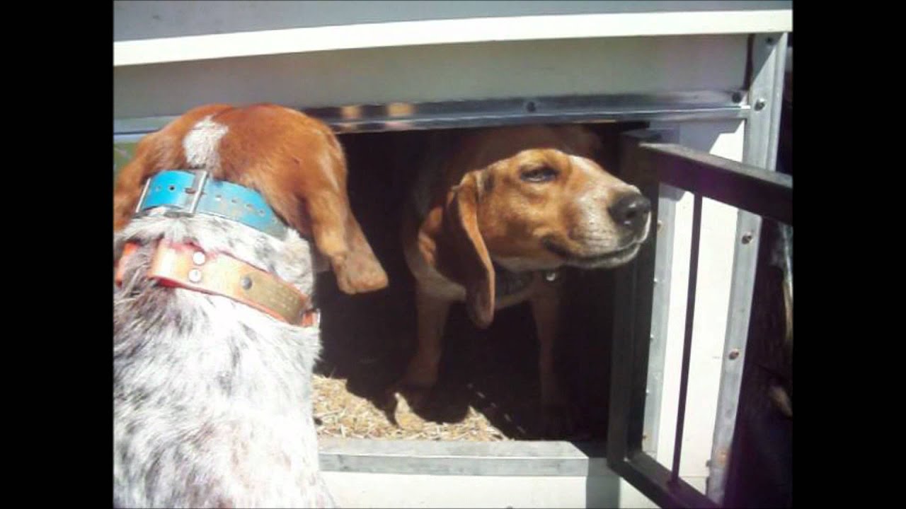 MEAN BEAGLES - YouTube