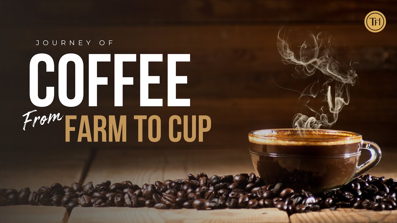 Coffee From Farm To Cup Process Step By Step Video - YouTube