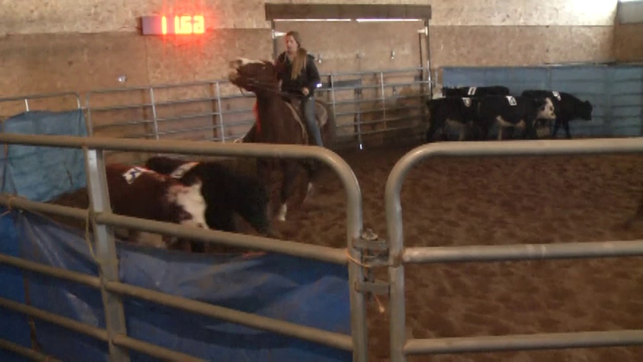 CACHE Stables Cattle Sorting part Three 11-17-12 - YouTube