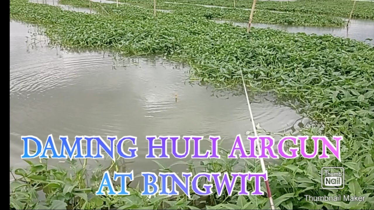 DAMING HULI AIRGUN AT BINGWIT - YouTube