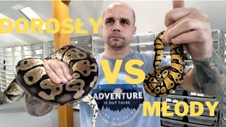 Jak Pyton królewski zmienia się z wiekiem ? Które odmia... | Doovi