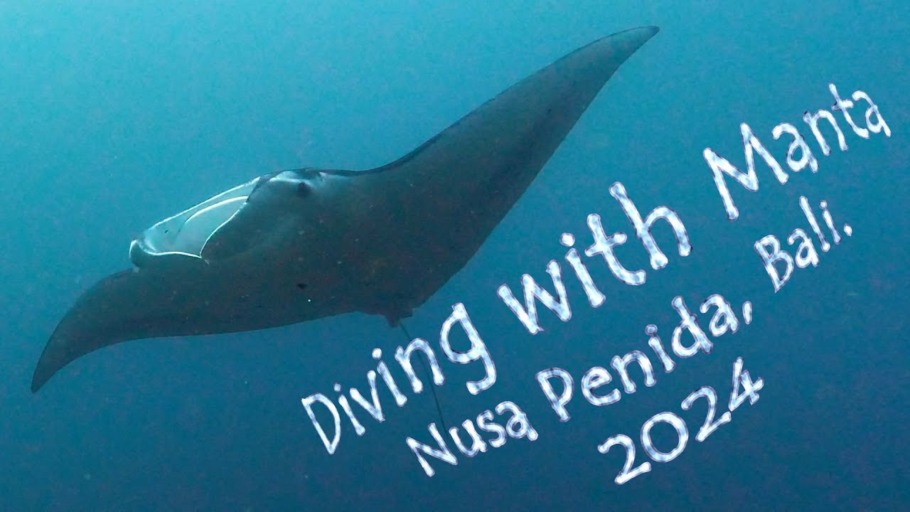 Diving with Manta - YouTube