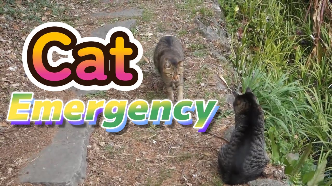 【Cat Video】 Cat in Emergency #cat #cats #cute - YouTube