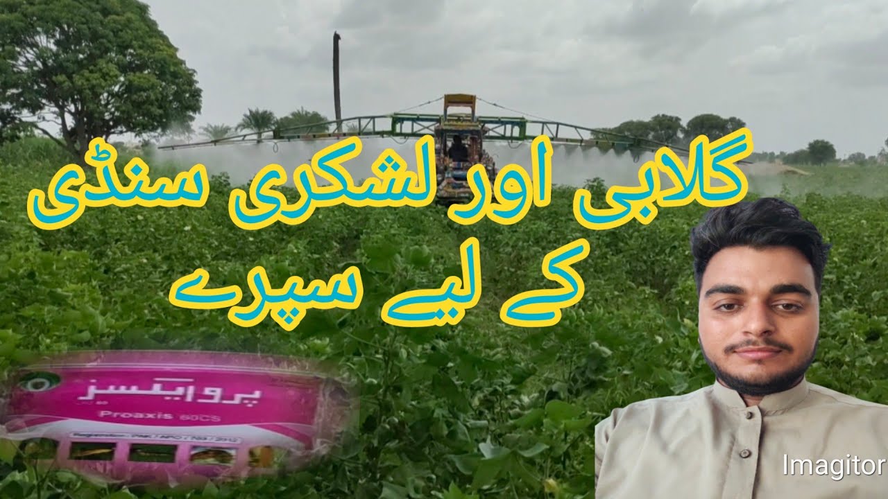 32- Cotton Pink Bollworm Chemical Control | Gulabi Sundi | Lashkari ...