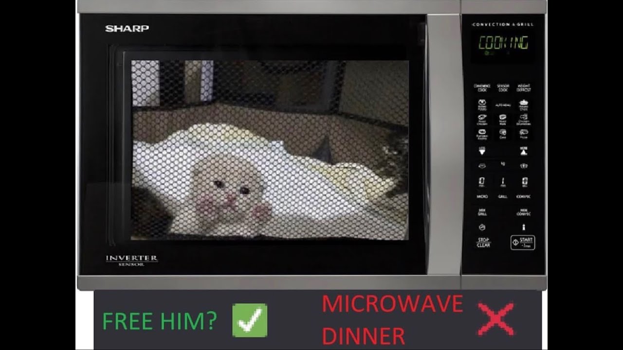 cat microwave !! - YouTube
