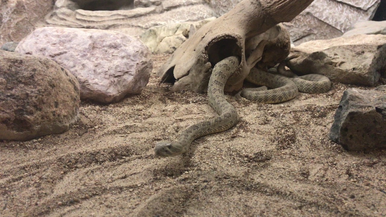 Goodbye, Snakes Alive - YouTube