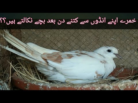 Khumry Apny Andon Say Kitny Din Me Bachy Nikalty Hain | Khumry Dove ...