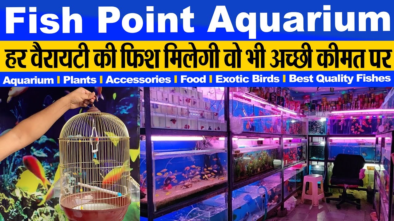 Best Quality Fishes I Fish Point Aquarium I Fawara Chowk I Hisar Wala I ...