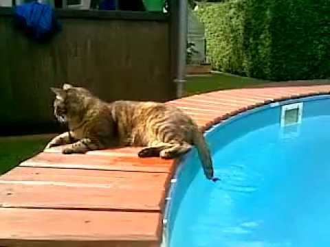 Katze am Pool - YouTube