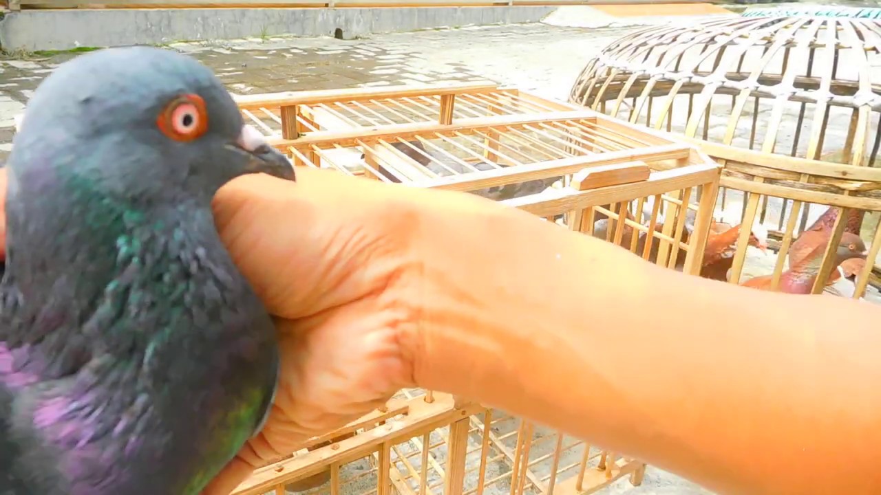 REVIEW MERPATI TRITIS MATA CILA MAWAR DAN MEGAN BERCINCIN.. - YouTube