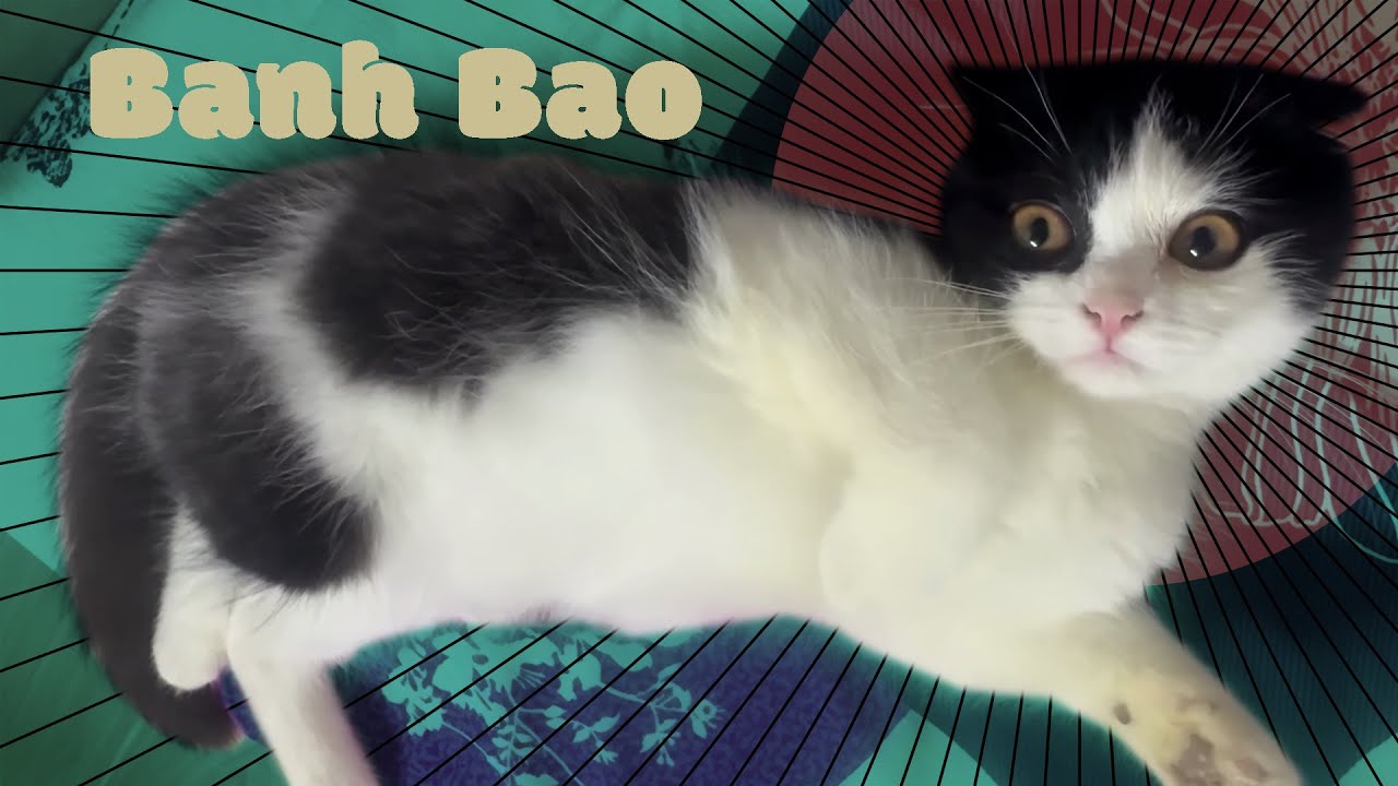 Cute Scottish Fold Tuxedo Kitten Relaxes While Scanning His ...