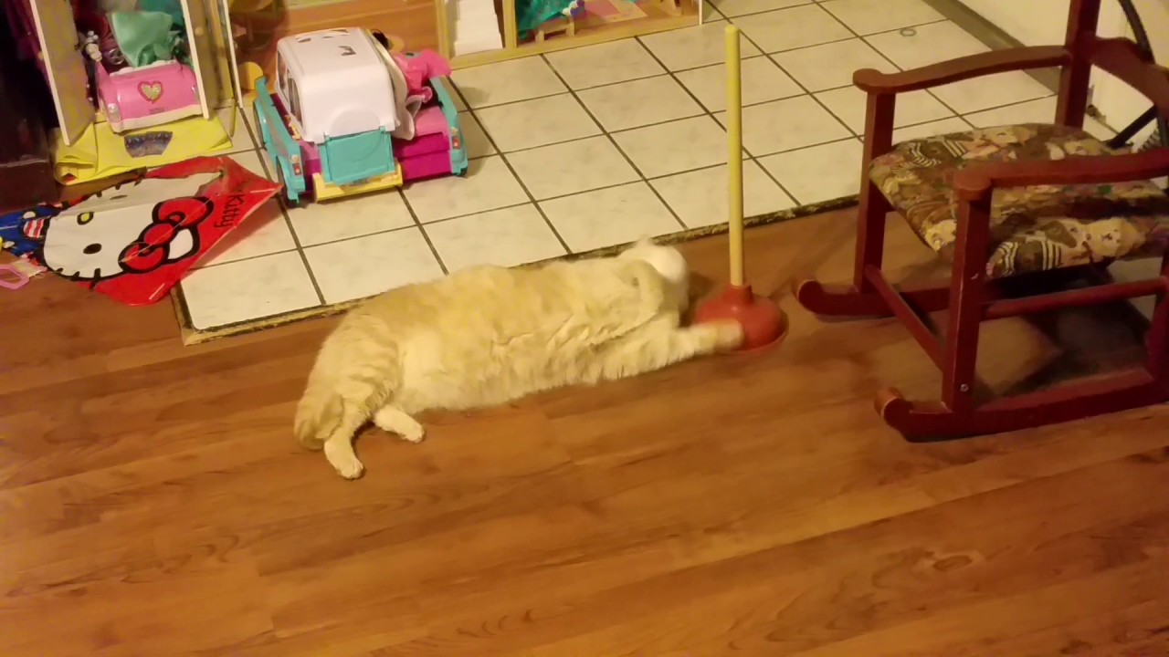 A cat and his plunger - YouTube