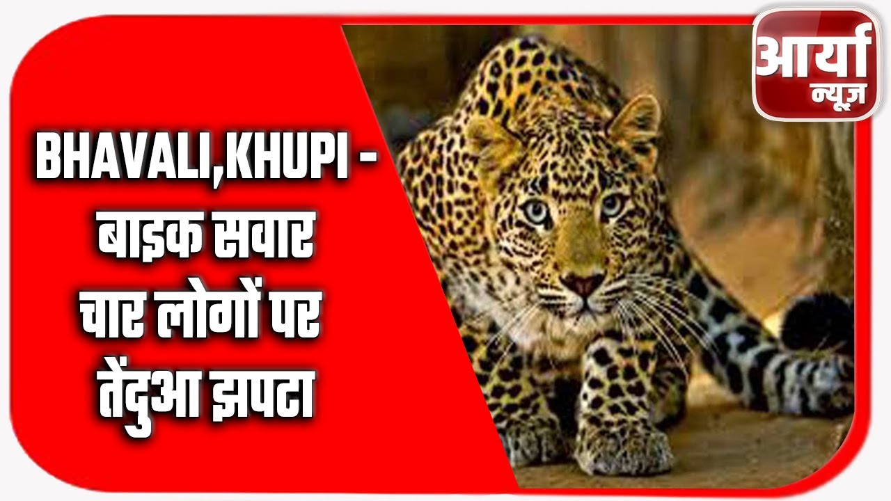 Bhavali, Khupi - बाइक सवार चार लोगों पर तेंदुआ झपटा | गांव में तेंदुए ...
