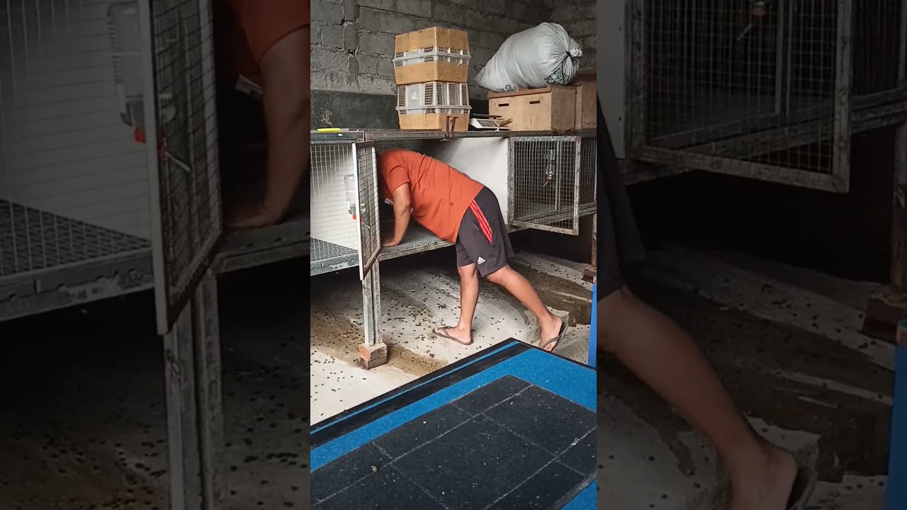 Cara memposisikan posing yang benar sesuai standart ciri khas ras Eropa ...