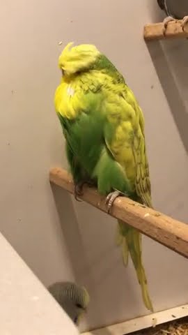 Green Spangle # Exhibition# Birds# Short# - YouTube