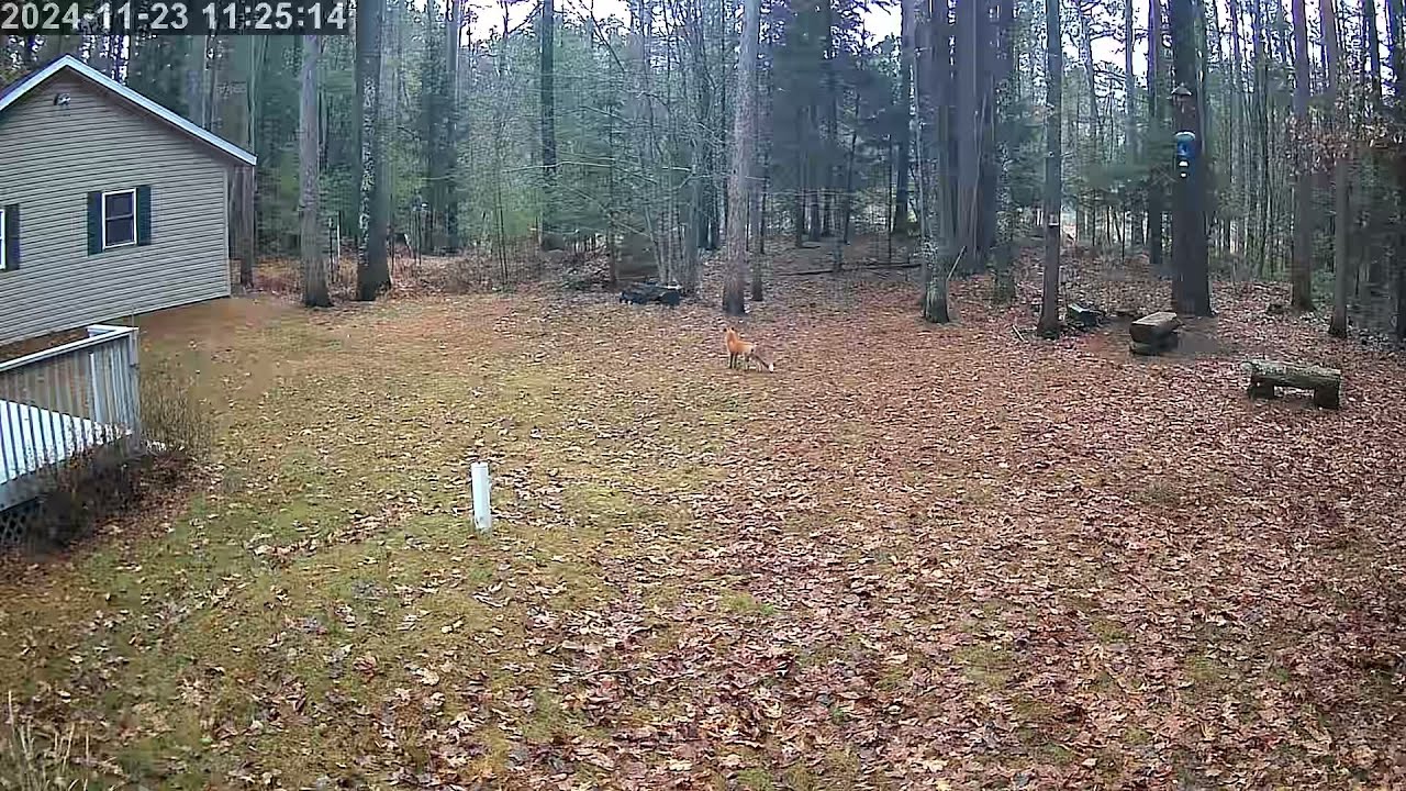 20241123 112414 Fox chasing squirrel watching deer backyard - YouTube