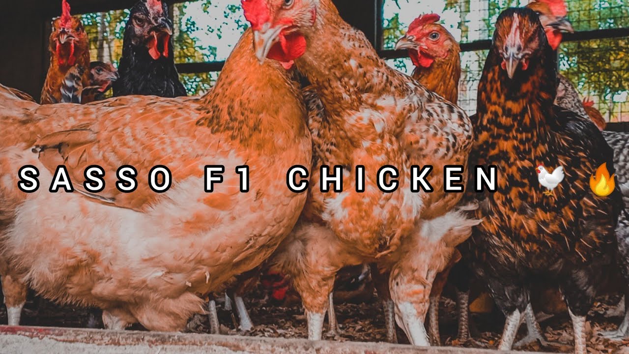 SASSO F1 CHICKEN🐓 FEEDING 🔥 | DAVARROS VENTURES FARM - YouTube
